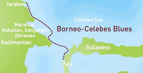 Dive Indonesia With Tambora « Liveaboard Diving « Indonesia